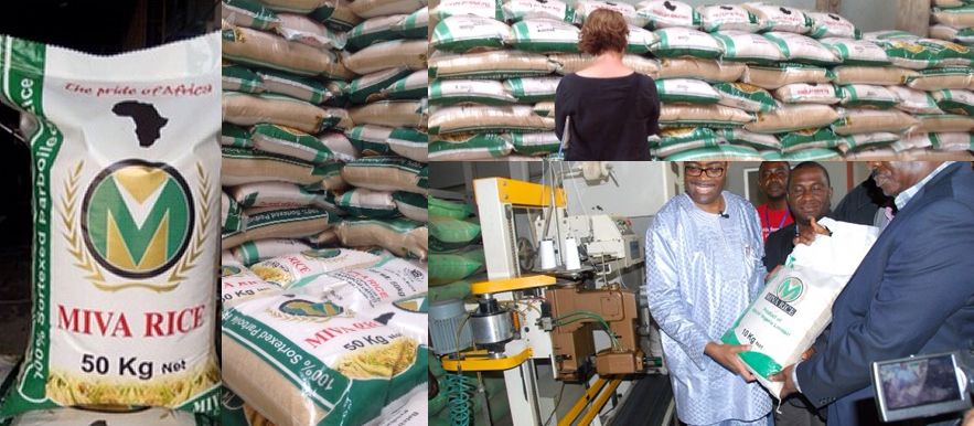 Introducing Miva Rice! Mikap Nigeria Ltd Unveils its Premier Locally ...