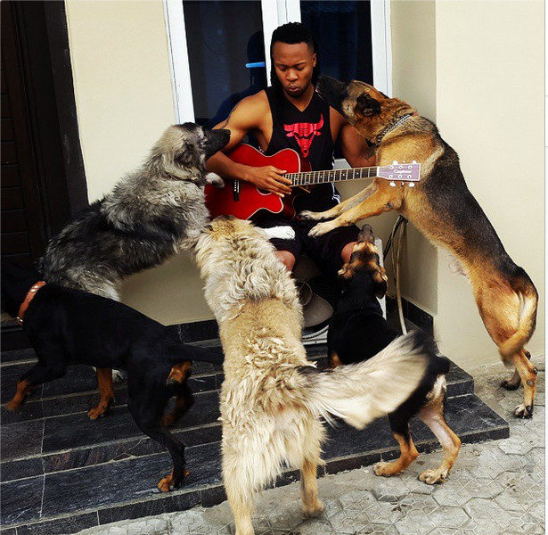 Flavour & his Many Dogs to Banky W & Duke, Toke Makinwa with Coco ...