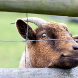 Zimbabwean Schools to Accept Livestock as Collateral for Tuition fees ...