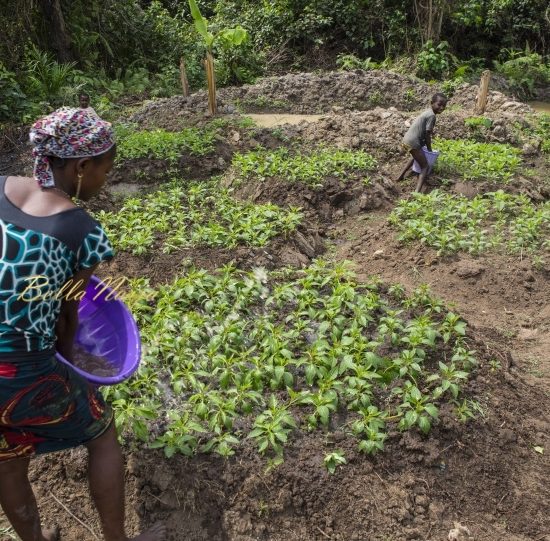 You are Cordially Invited to the "Reforestation Fund Raising Ball" - An ...