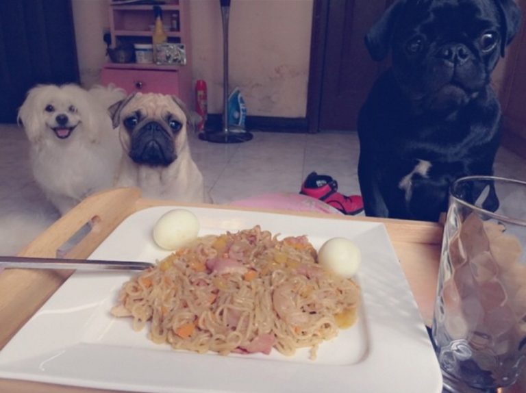 Flavour & his Many Dogs to Banky W & Duke, Toke Makinwa with Coco ...