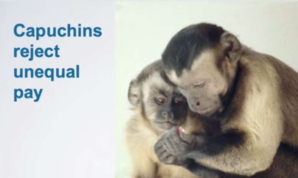 What Happens When You Pay Two Monkeys Unequally? Watch to find out ...