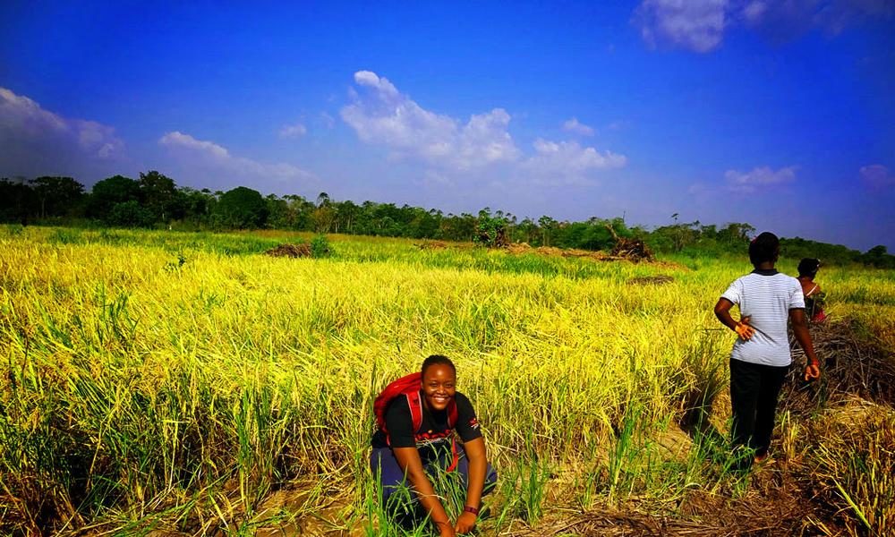 The Nation News: Nigeria becomes Africa's Largest Rice Producer ...