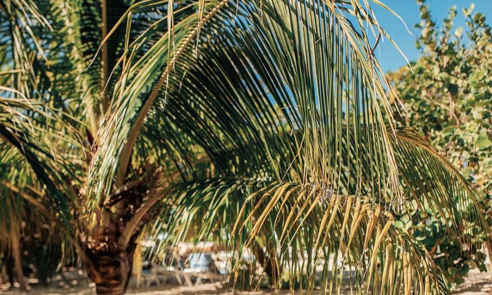 If You've Ever Been to the Caribbean, Lydia Dinga's Latest Video Will ...